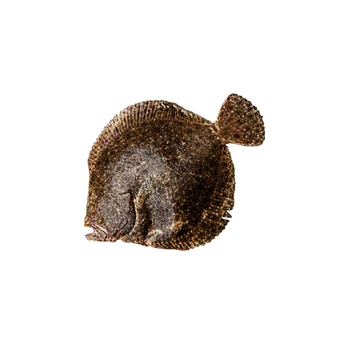 Fresh Whole Wild Turbo 3-4kg