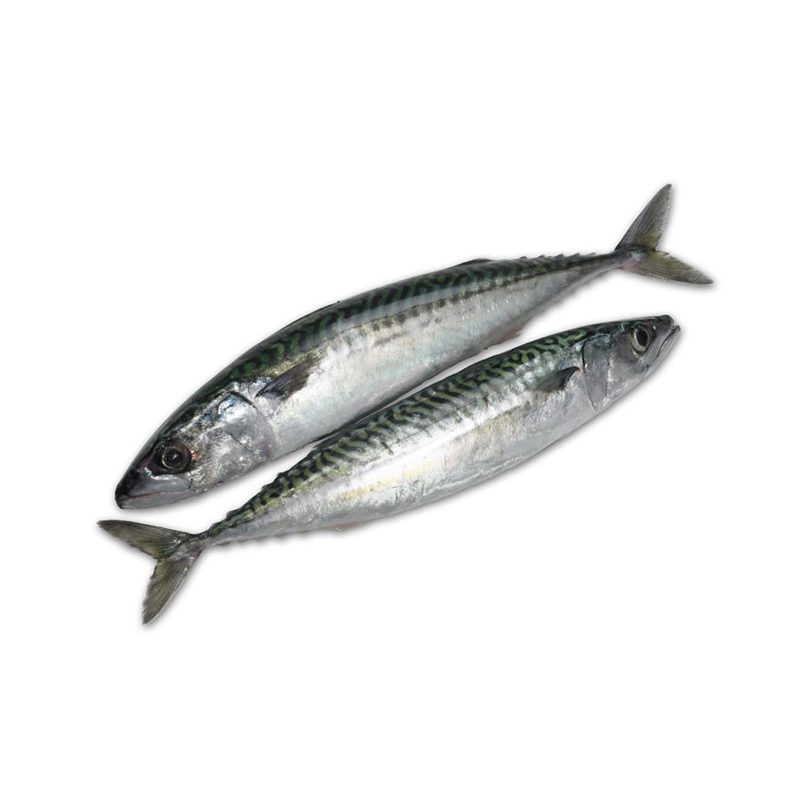Fresh Mackerel Whole