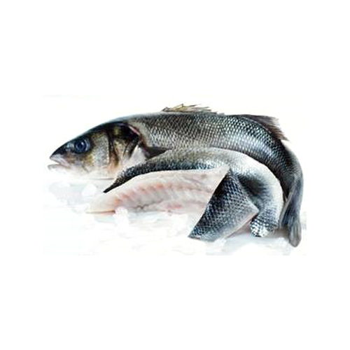Fresh Whole Sea Bass Wild Line Caught 2/3kg