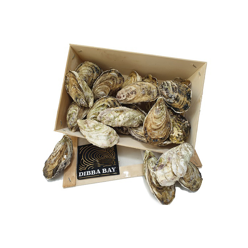 Fresh Oyster Dibba Bay No.3 (75)