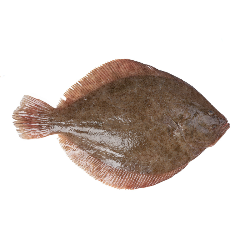 Frozen Whole Turbot Fish