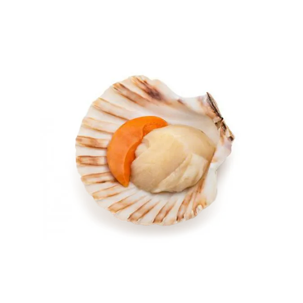 Frozen Half-Shell Scallops