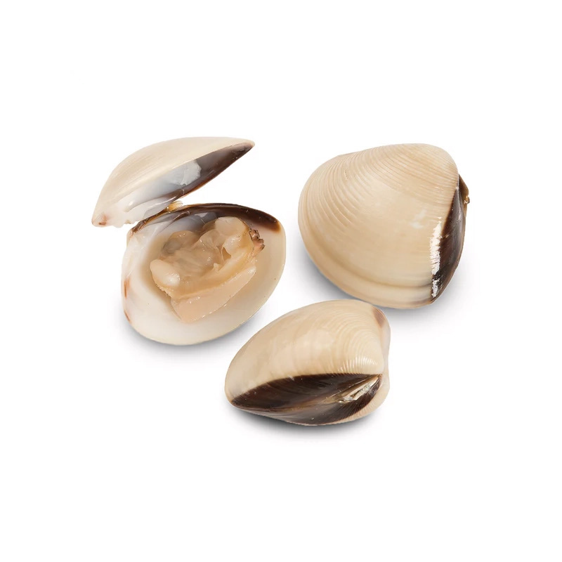 Frozen Whole Clam