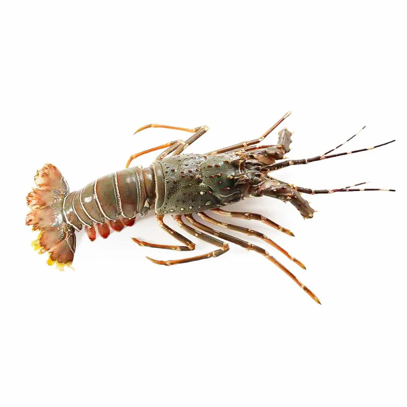 Frozen Whole Lobster Frozen NT WT 860-1100g
