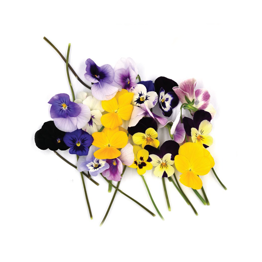 Fresh Mix Viola Flowers