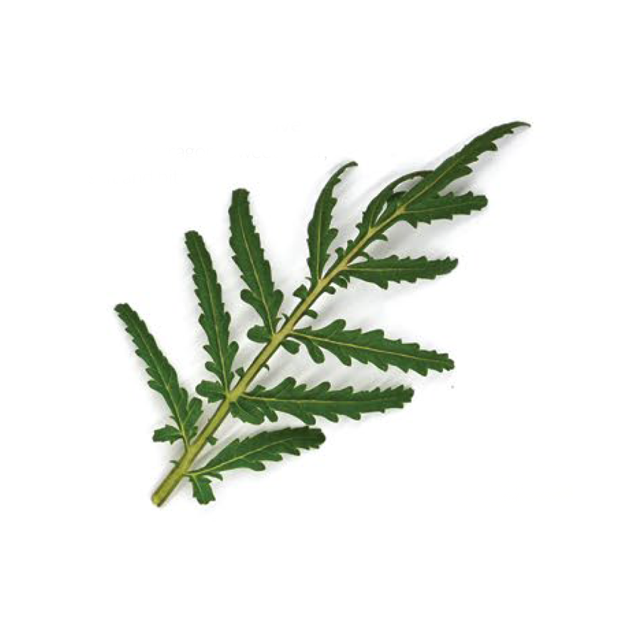 Fresh Press Dried Tangerine Gem Leaves