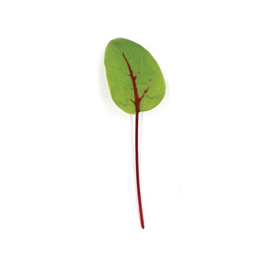 Fresh Red Vein Sorrel