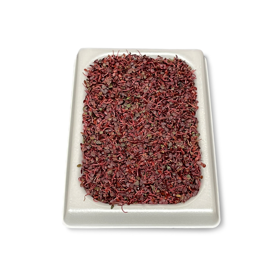 Purple Pepper Sprouts Benidate